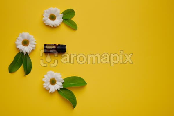 Stock photos of dōTERRA Helichrysum by Aromapix