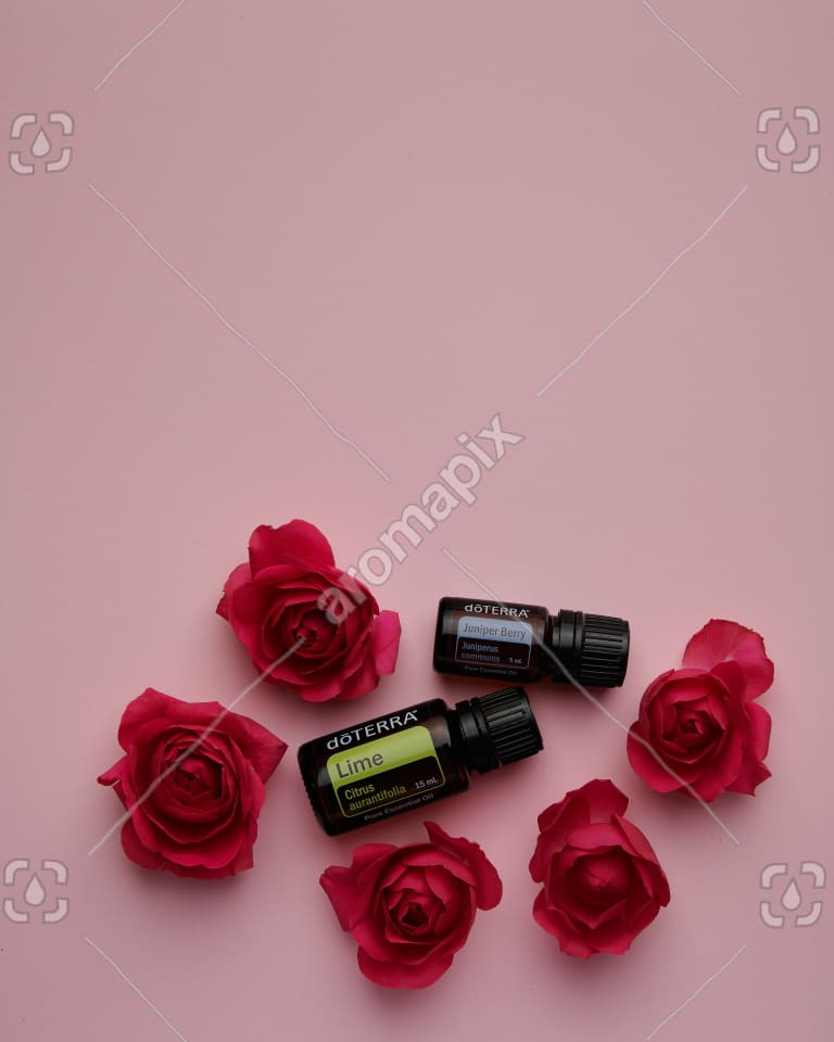 Doterra Lime And Juniper Berry Roses Pink Stock Photo 5152x3po0ww5