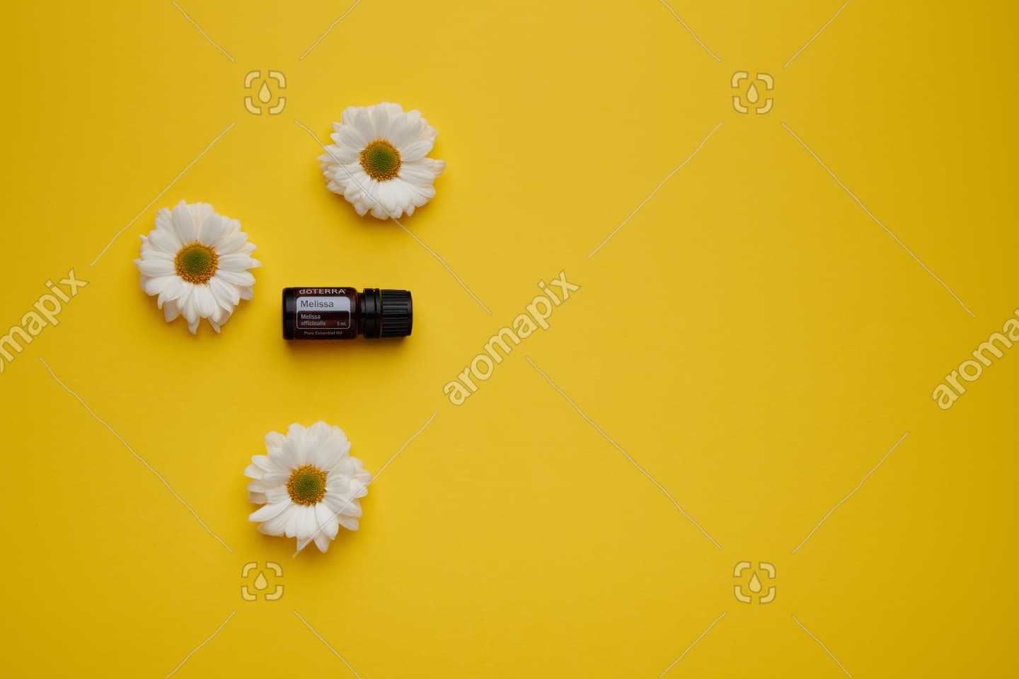 Doterra Melissa Flowers Yellow Stock Photo 69w7tez69q7y