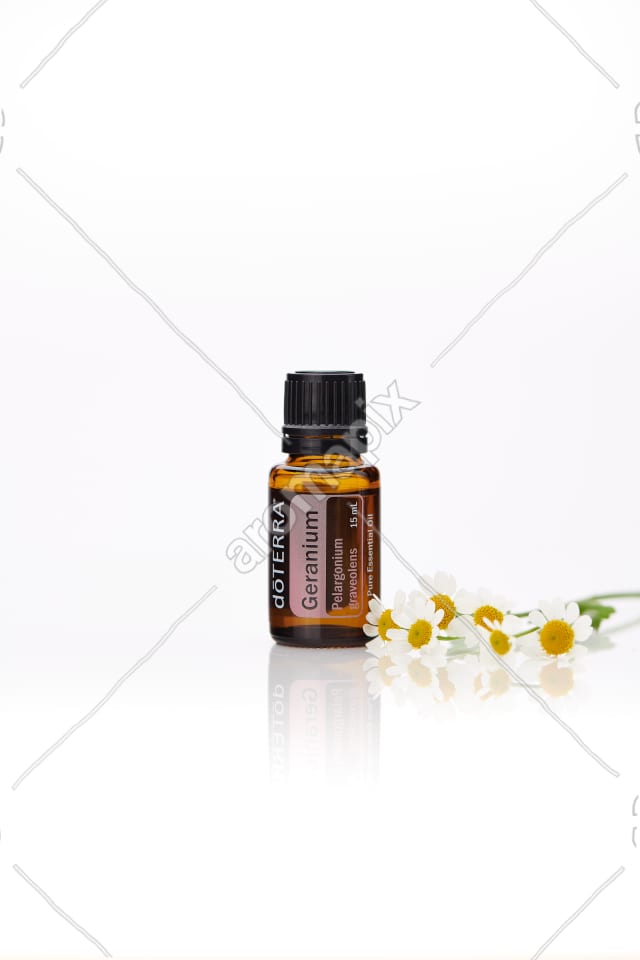 Doterra Geranium Flowers White Stock Photo u0ic6qf81p63