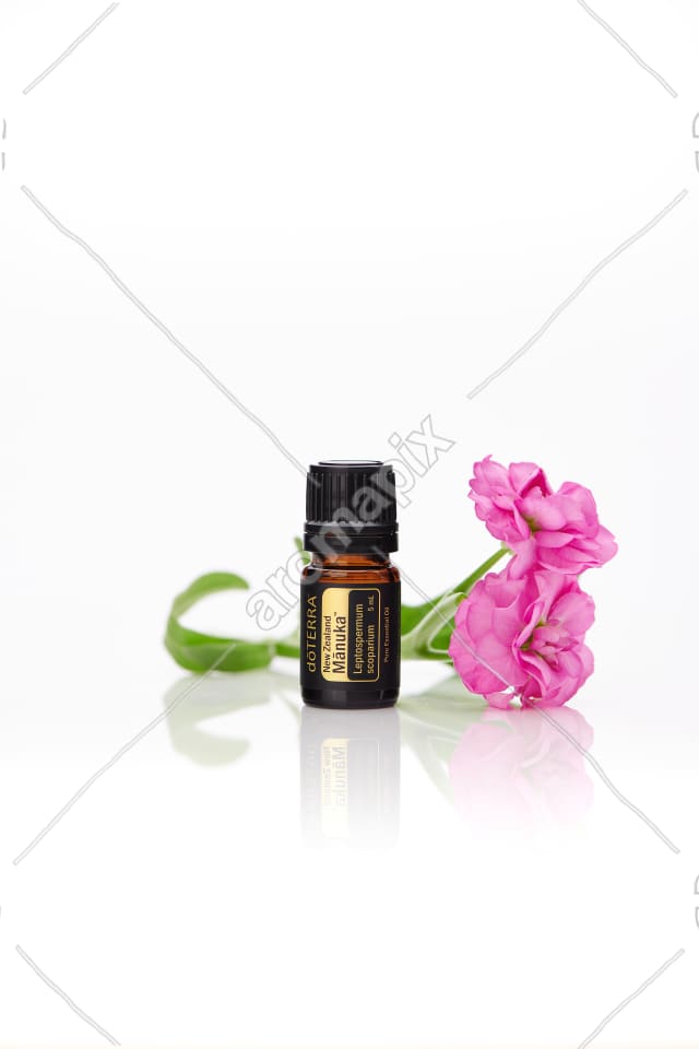 Doterra Manuka Flowers White Stock Photo wd0n2a16m1w5